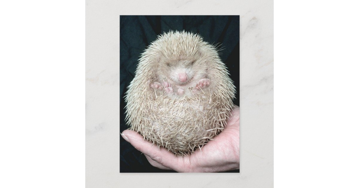 Hedgehog Postcard | Zazzle