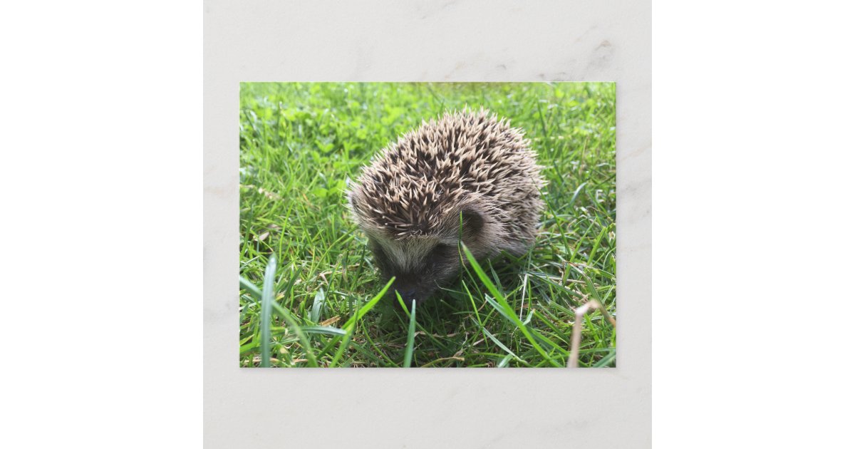 hedgehog postcard | Zazzle