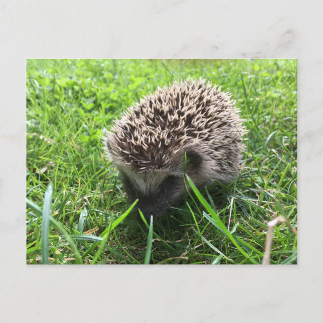 hedgehog postcard | Zazzle