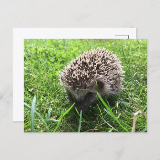 hedgehog postcard | Zazzle