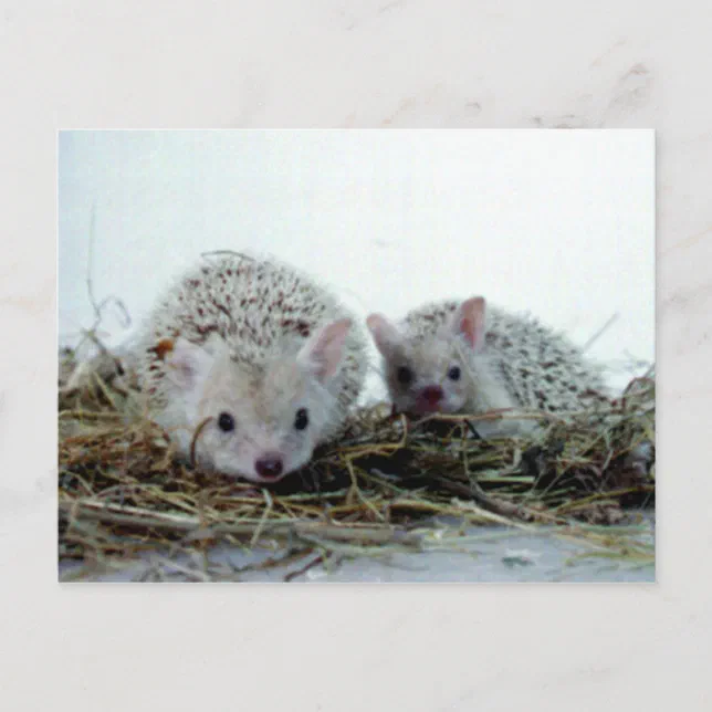 Hedgehogs as Pets Postcard | Zazzle