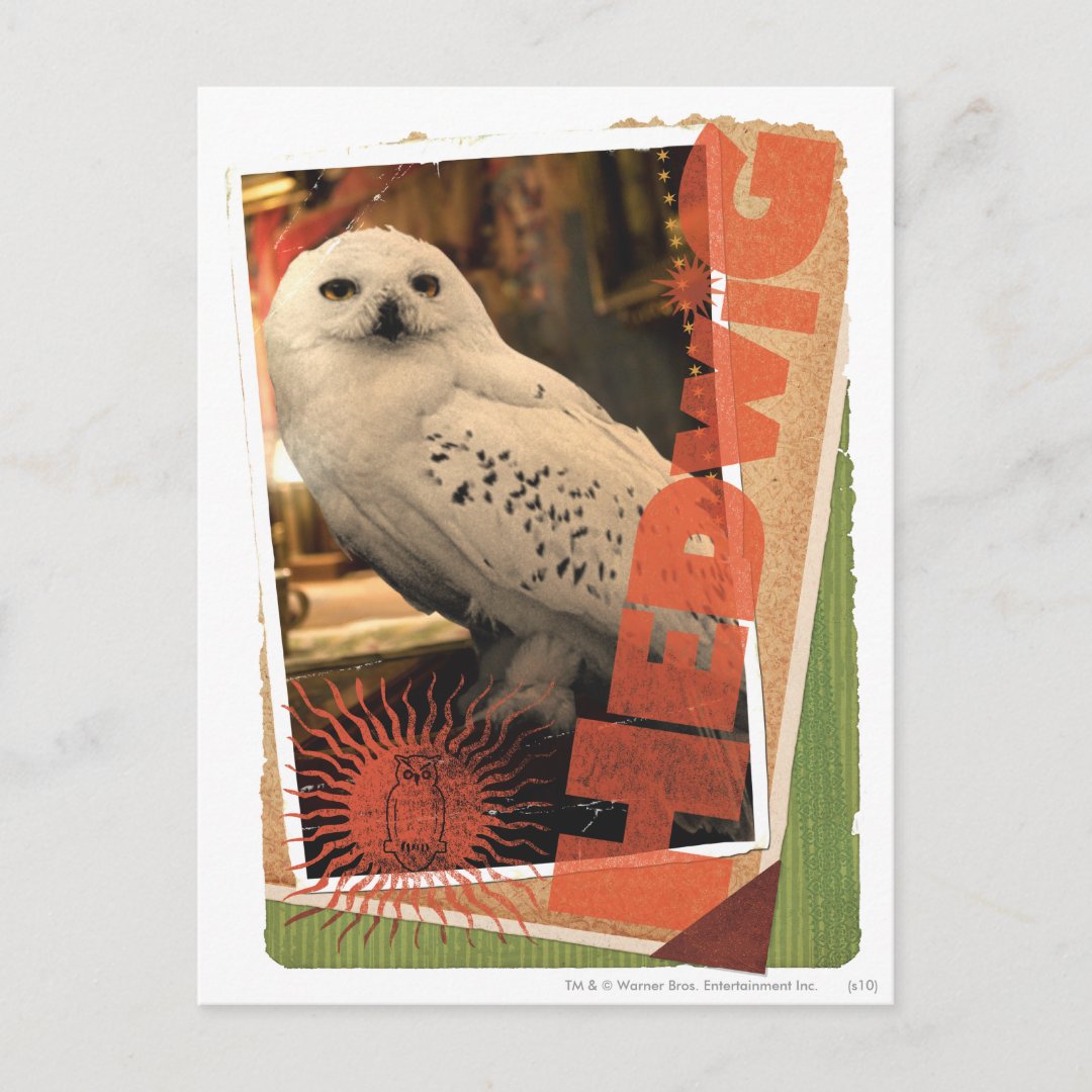 Hedwig 1 postcard | Zazzle