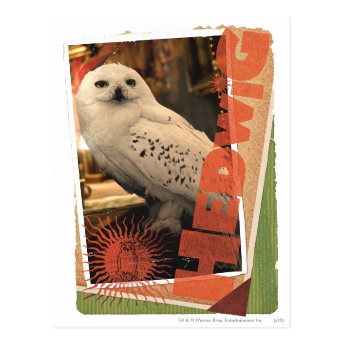 Hedwig 1 postcard | Zazzle.com
