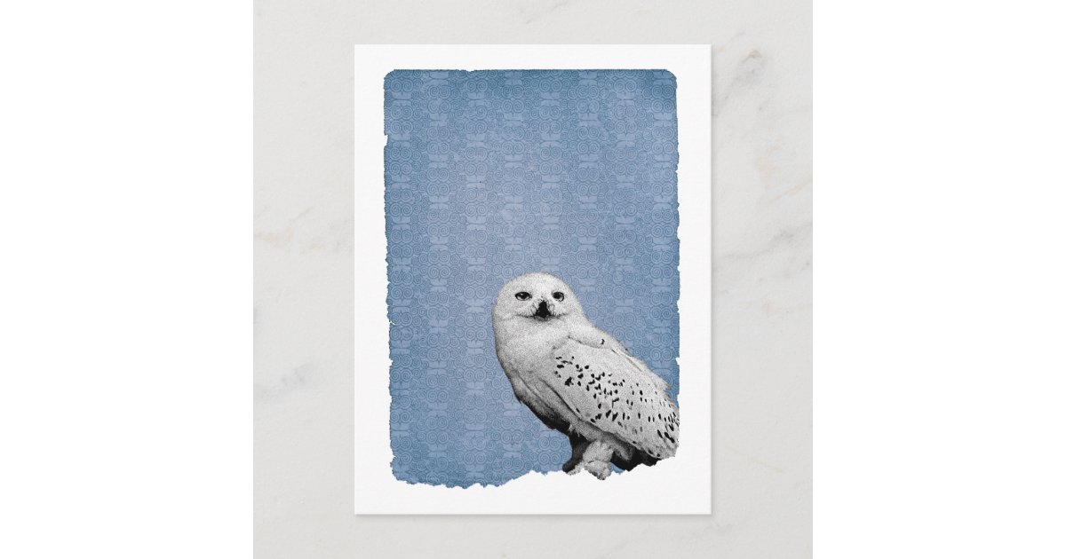 Hedwig 2 postcard | Zazzle
