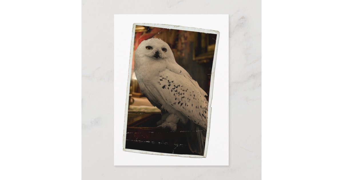 Hedwig 3 postcard | Zazzle