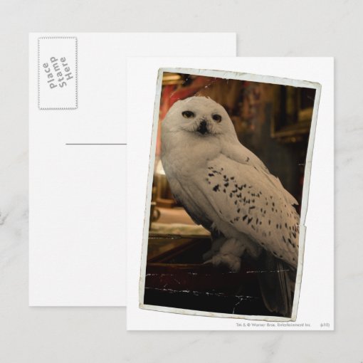 Hedwig 3 postcard | Zazzle