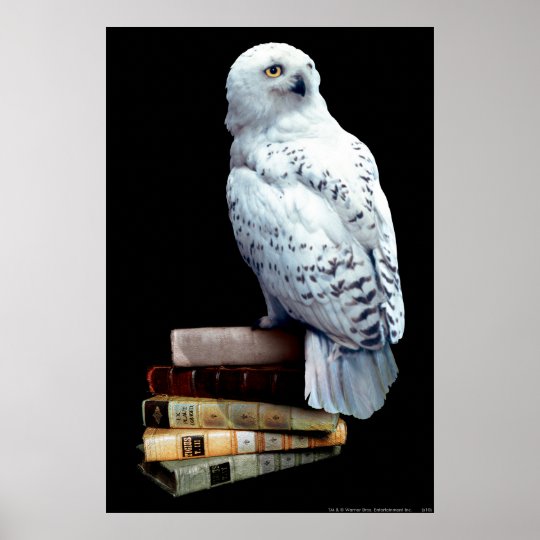 Hedwig on books poster | Zazzle.com