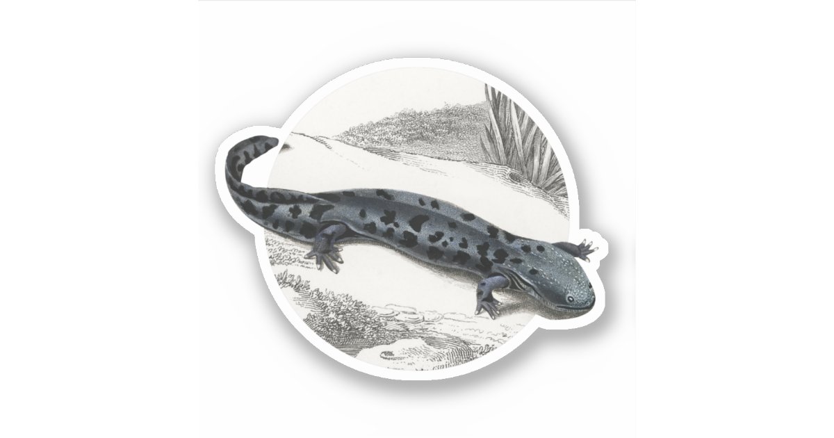Hellbender Salamander Sticker | Zazzle