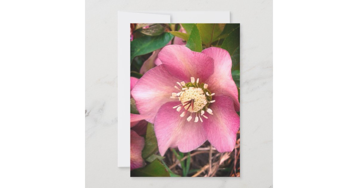 Hellebore Spring Flower Blank Card | Zazzle