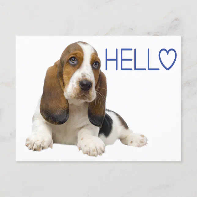 Hello Basset Hound Puppy Dog Blue Thinking of You Postcard | Zazzle