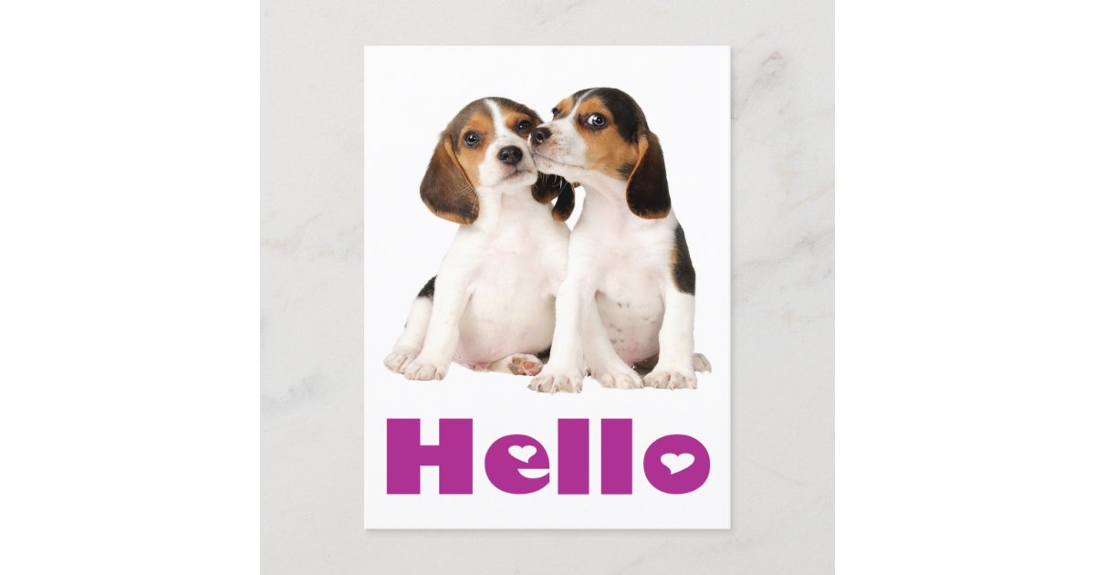 Hello Beagle Puppy Dog Greeting Post Card | Zazzle