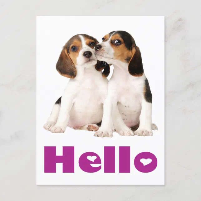 Hello Beagle Puppy Dog Greeting Post Card | Zazzle