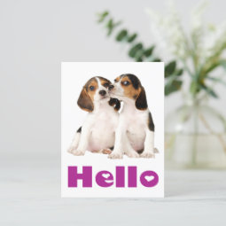 Hello Beagle Puppy Dog Greeting Post Card | Zazzle