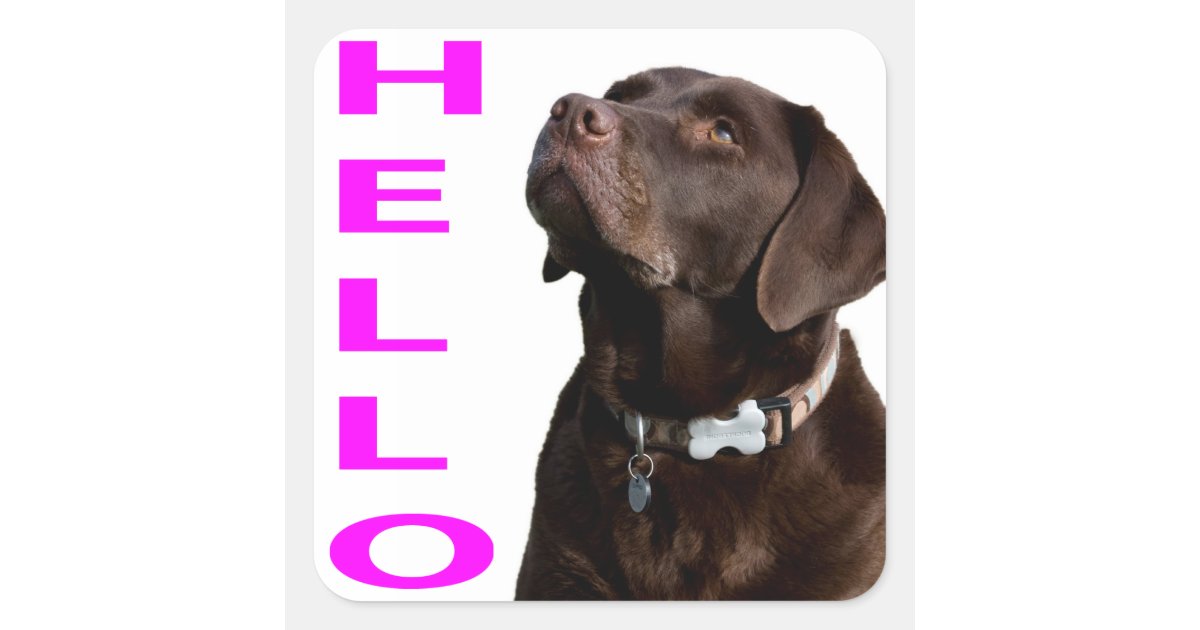 Hello Black Brown Labrador Retriever Sticker Label | Zazzle
