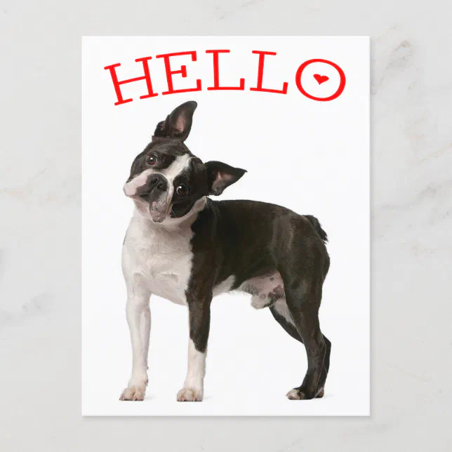 Hello Boston Terrier Puppy Dog Red Thinking of You Postcard | Zazzle