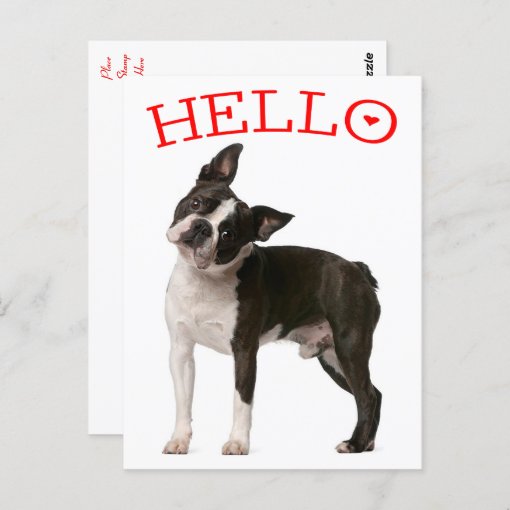 Hello Boston Terrier Puppy Dog Red Thinking of You Postcard | Zazzle