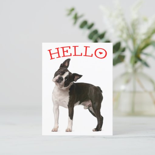 Hello Boston Terrier Puppy Dog Red Thinking of You Postcard | Zazzle