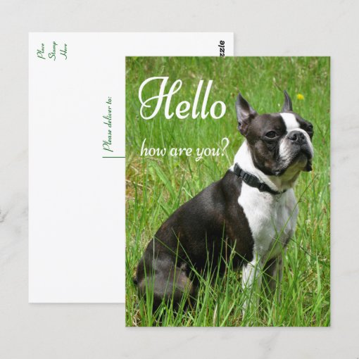 Hello Boston Terrier Puppy Dog Thinking of You Postcard | Zazzle