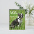 Hello Boston Terrier Puppy Dog Thinking of You Postcard | Zazzle