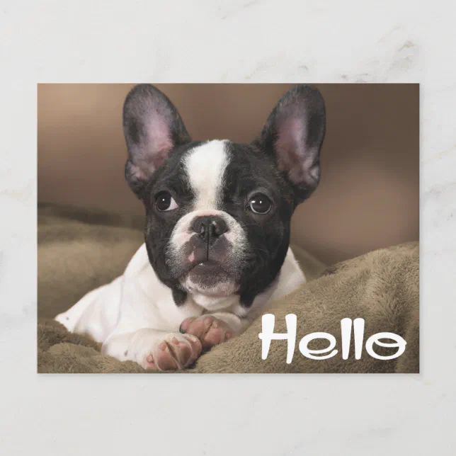 Hello Boston Terrier Puppy Dog Thinking of You Postcard | Zazzle