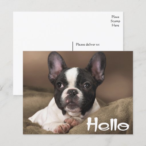 Hello Boston Terrier Puppy Dog Thinking of You Postcard | Zazzle