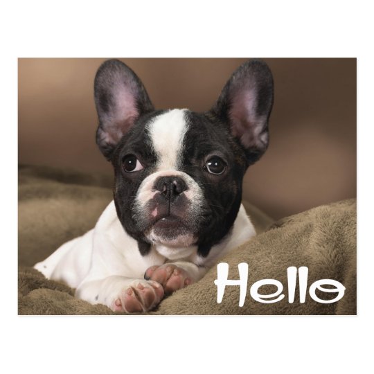 Hello Boston Terrier Puppy Dog Thinking of You Postcard | Zazzle.com