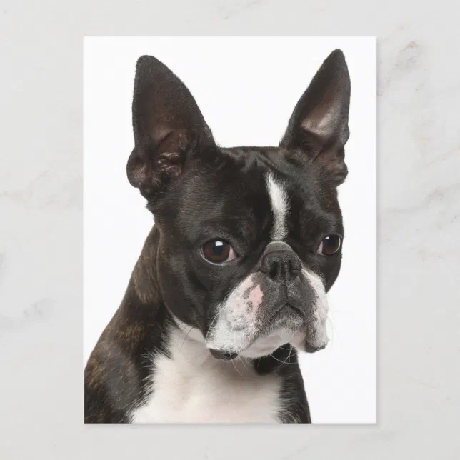 Hello Boston Terrier Puppy Dog Thinking of You Postcard | Zazzle