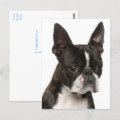 Hello Boston Terrier Puppy Dog Thinking of You Postcard | Zazzle