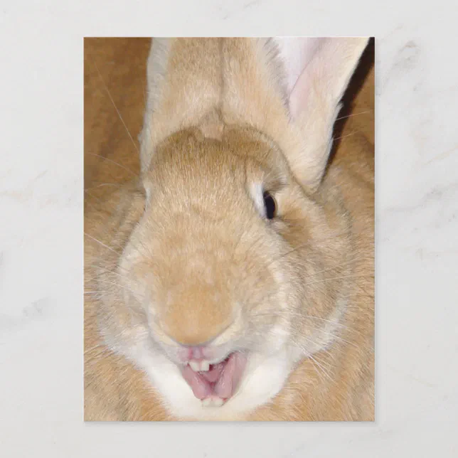 Hello bunny postcard | Zazzle