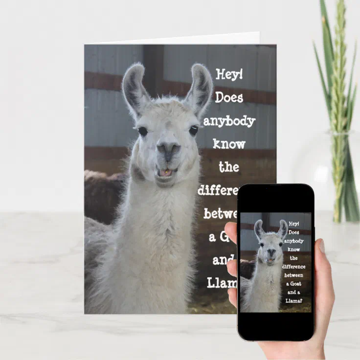Hello Card | Cute Funny Llama Humor | Zazzle