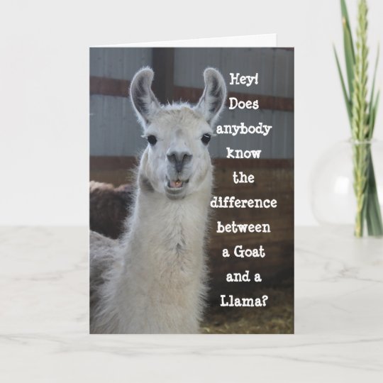 Hello Card | Cute Funny Llama Humor | Zazzle.com