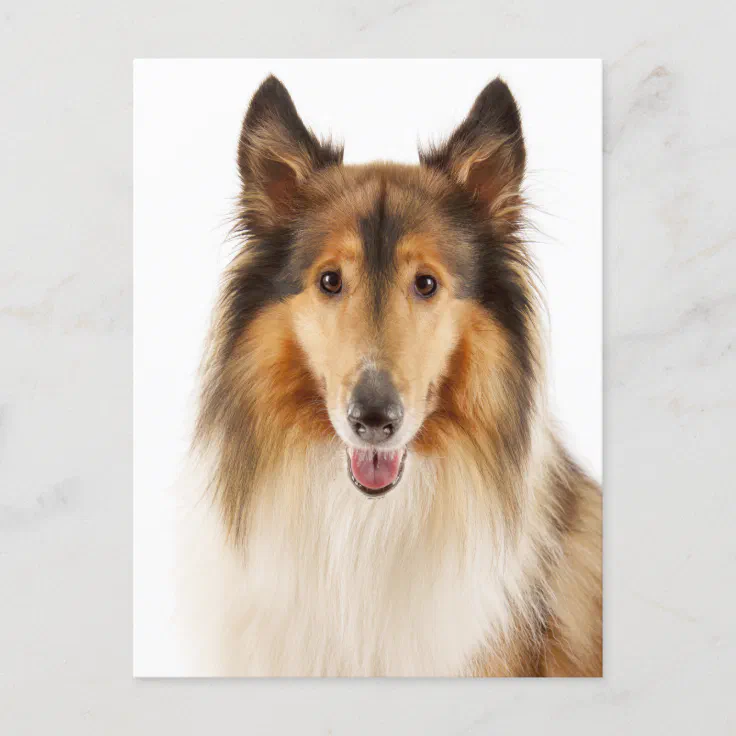 Hello Collie Puppy Dog Post Card | Zazzle