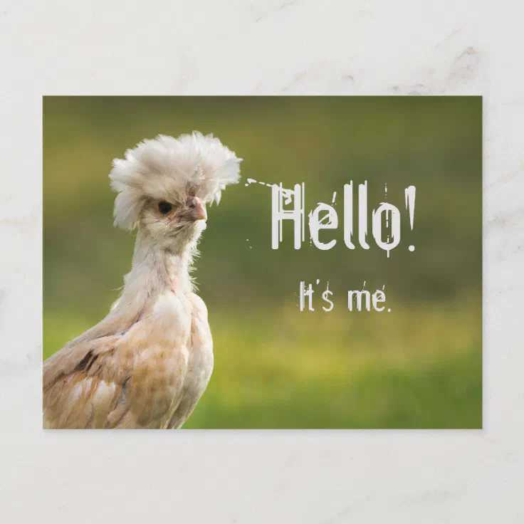 Hello Custom Message Polish Chicken Postcard | Zazzle