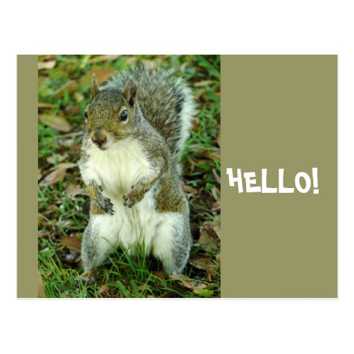 Hello, Cute standing squirrel Postcard | Zazzle