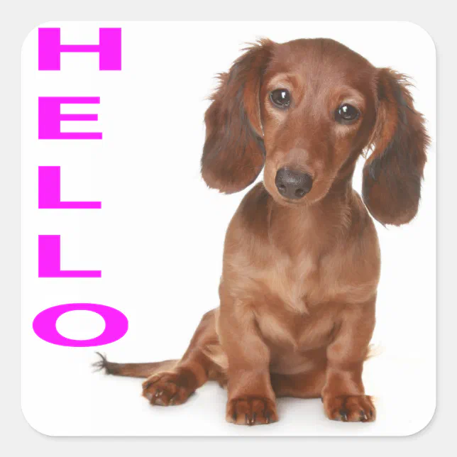Hello Dachshund Puppy Dog Sticker / Label | Zazzle