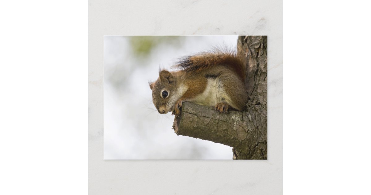 Hello Down There Postcard | Zazzle