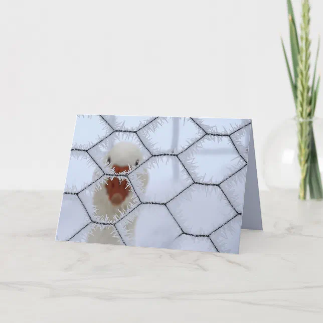 Hello! Duck behind frosted fence secular Christmas Card | Zazzle