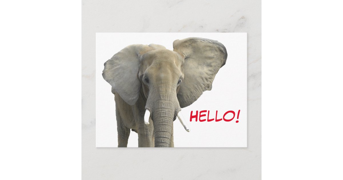 Hello Elephant Safari Animal Postcard | Zazzle