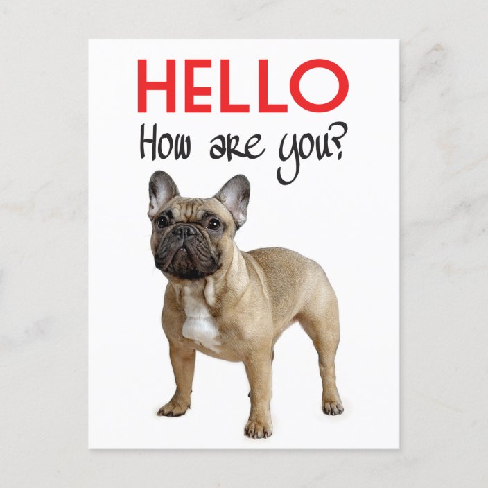 Hello French Bulldog Puppy Dog Post Card | Zazzle.com