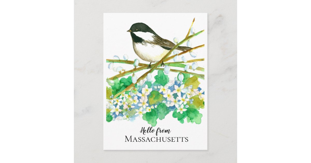 Hello from Massachusetts Chickadee Mayflower Postcard | Zazzle