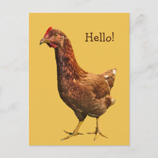 Hello from Red Hen Chicken Postcard | Zazzle