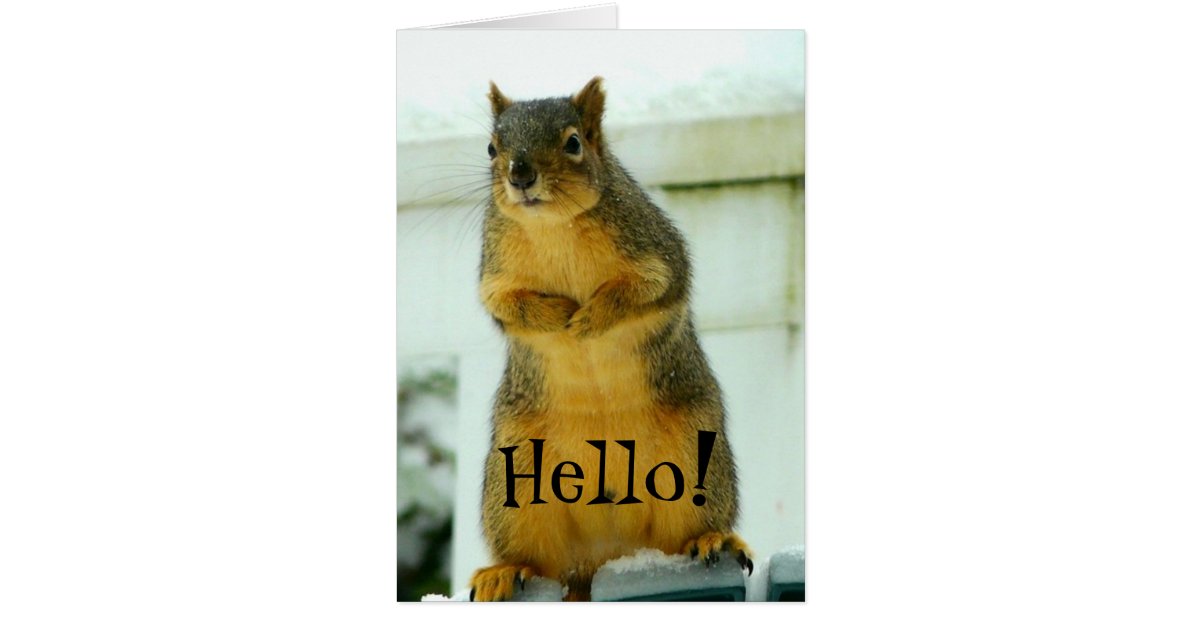Hello from Squirrel Card | Zazzle.com