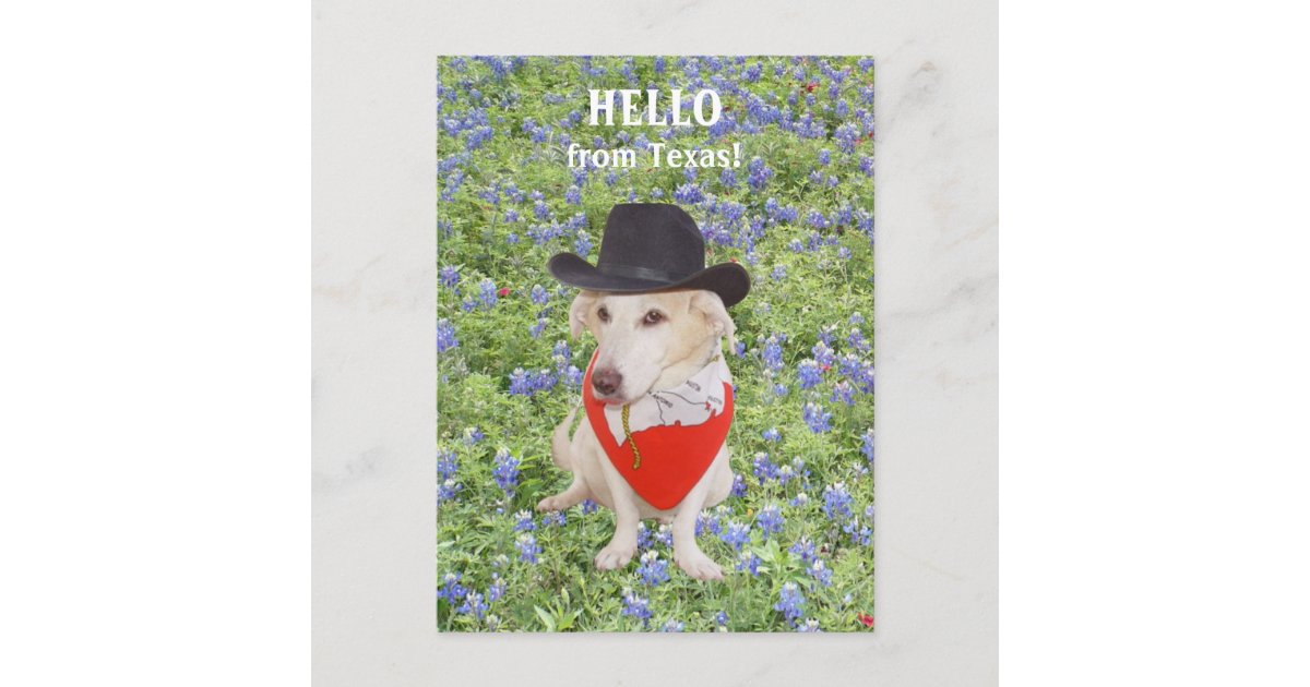 Hello from Texas! Postcard | Zazzle