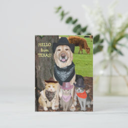 Hello from Texas! Postcard | Zazzle