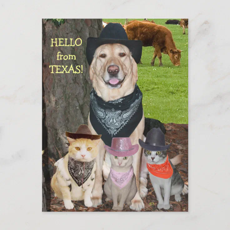 Hello from Texas! Postcard | Zazzle