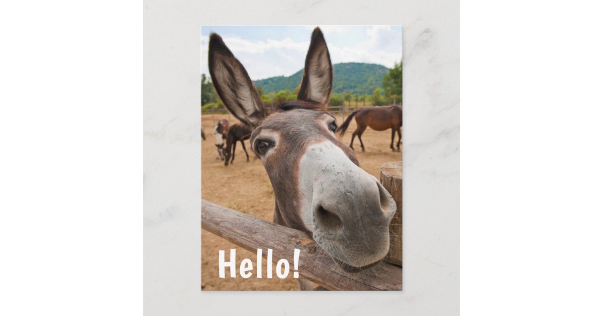 Hello | Funny Donkey Farm Animal Postcard | Zazzle
