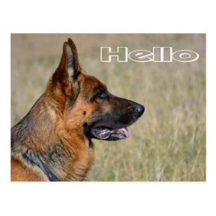 German Shepherd Thank You Cards | Zazzle