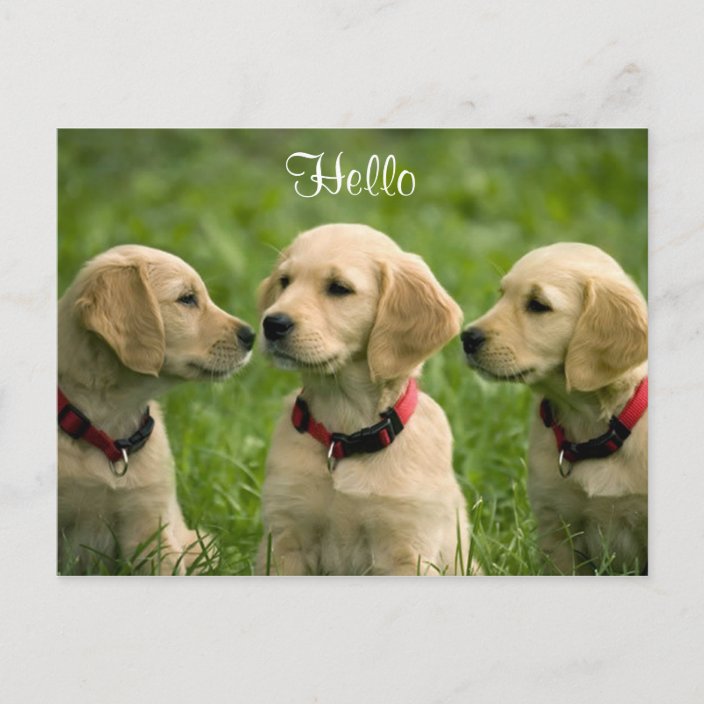 Hello Golden Retriever Puppies Postcard | Zazzle.com