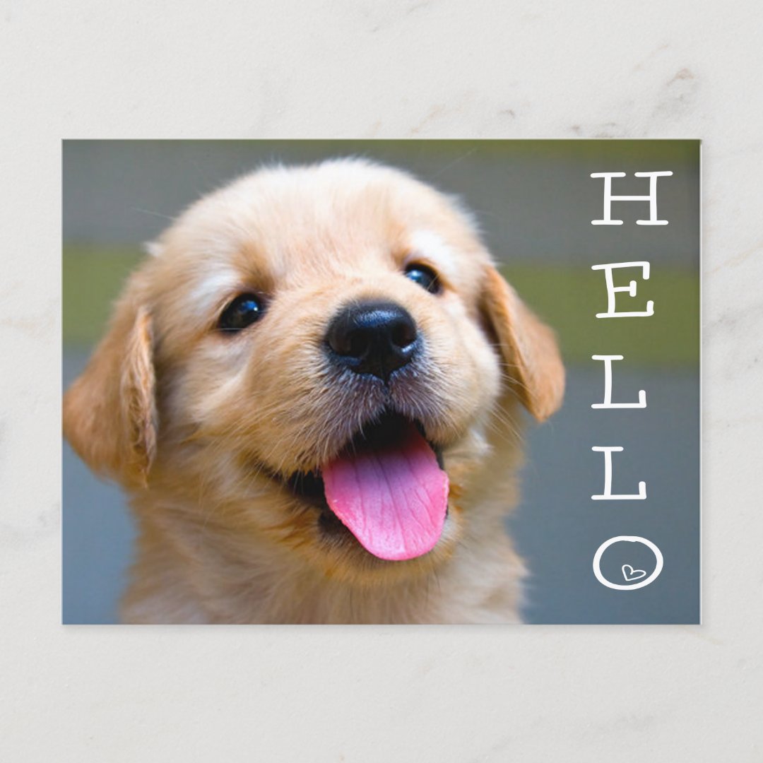 Hello Golden Retriever Puppy Dog Blank Postcard | Zazzle