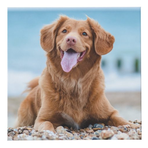 Hello Goodbye Dog Keepsake Pet Memorial Photo Cube | Zazzle